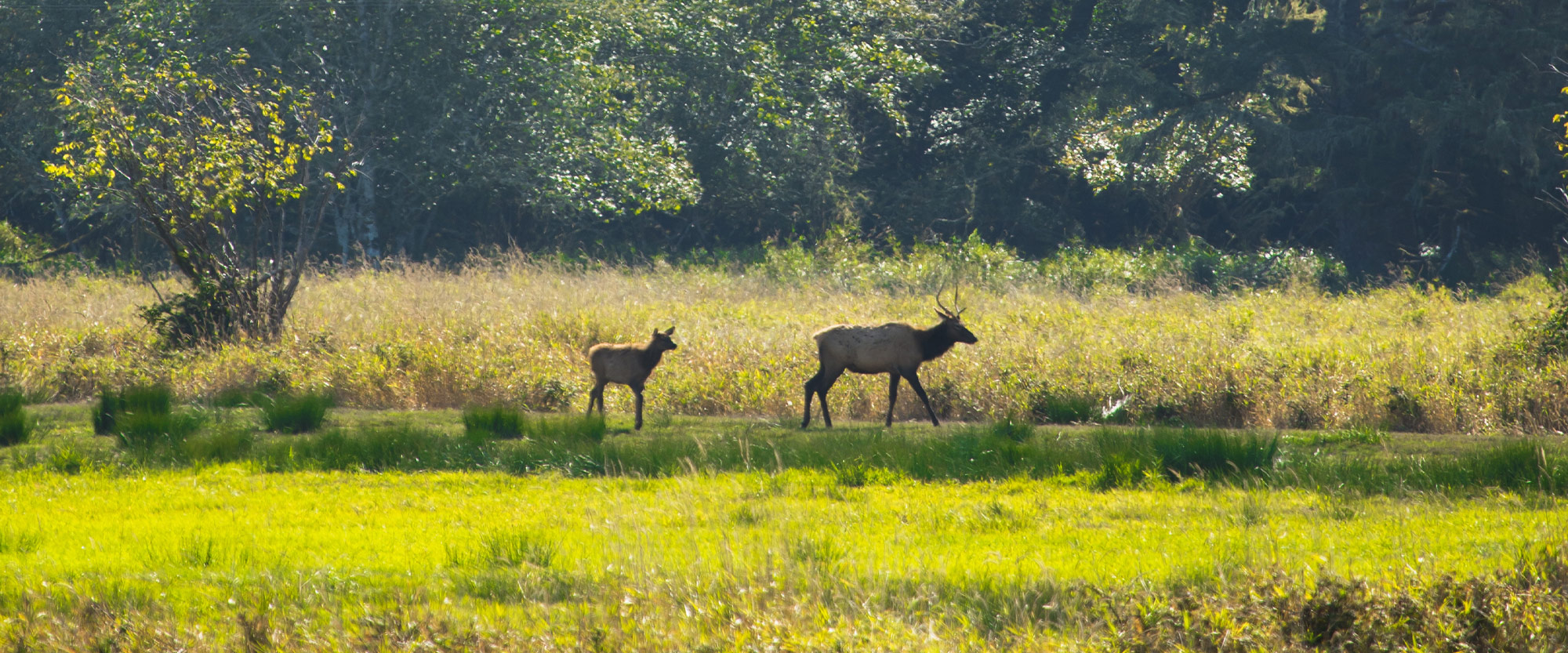 Meet the Majestic Elk of the Oregon Coast - Oregon Coast Visitors ...